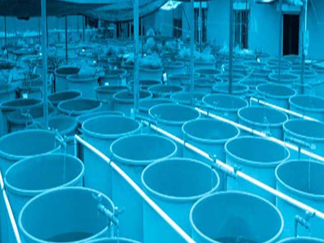 Fish Farming under the microscope - Clearwater Consulting