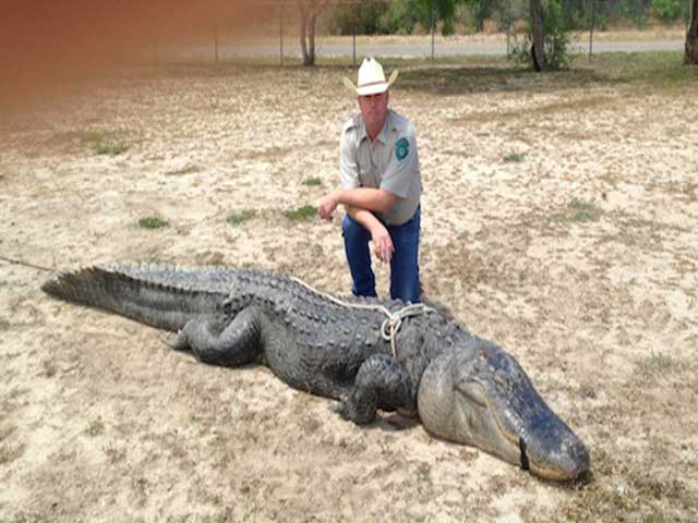 High School Senior Captures 800 Pound Gator - Clearwater Consulting