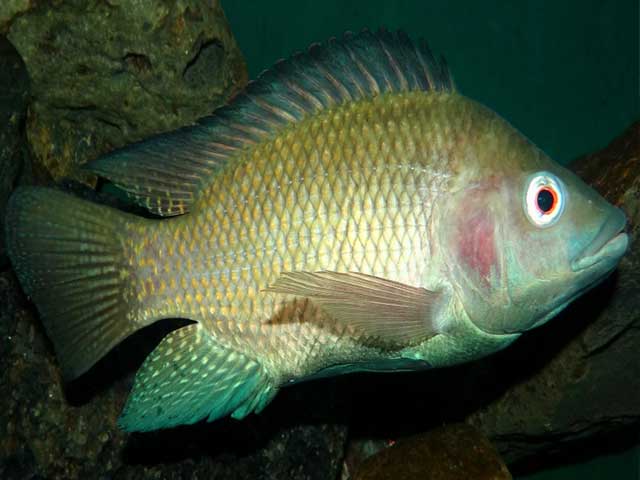Tilapia - Clearwater Consulting