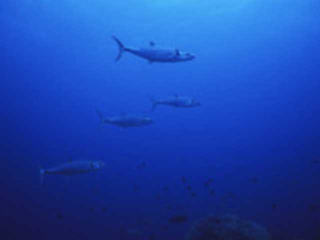 The science behind fisheries management services - Clearwater Consulting